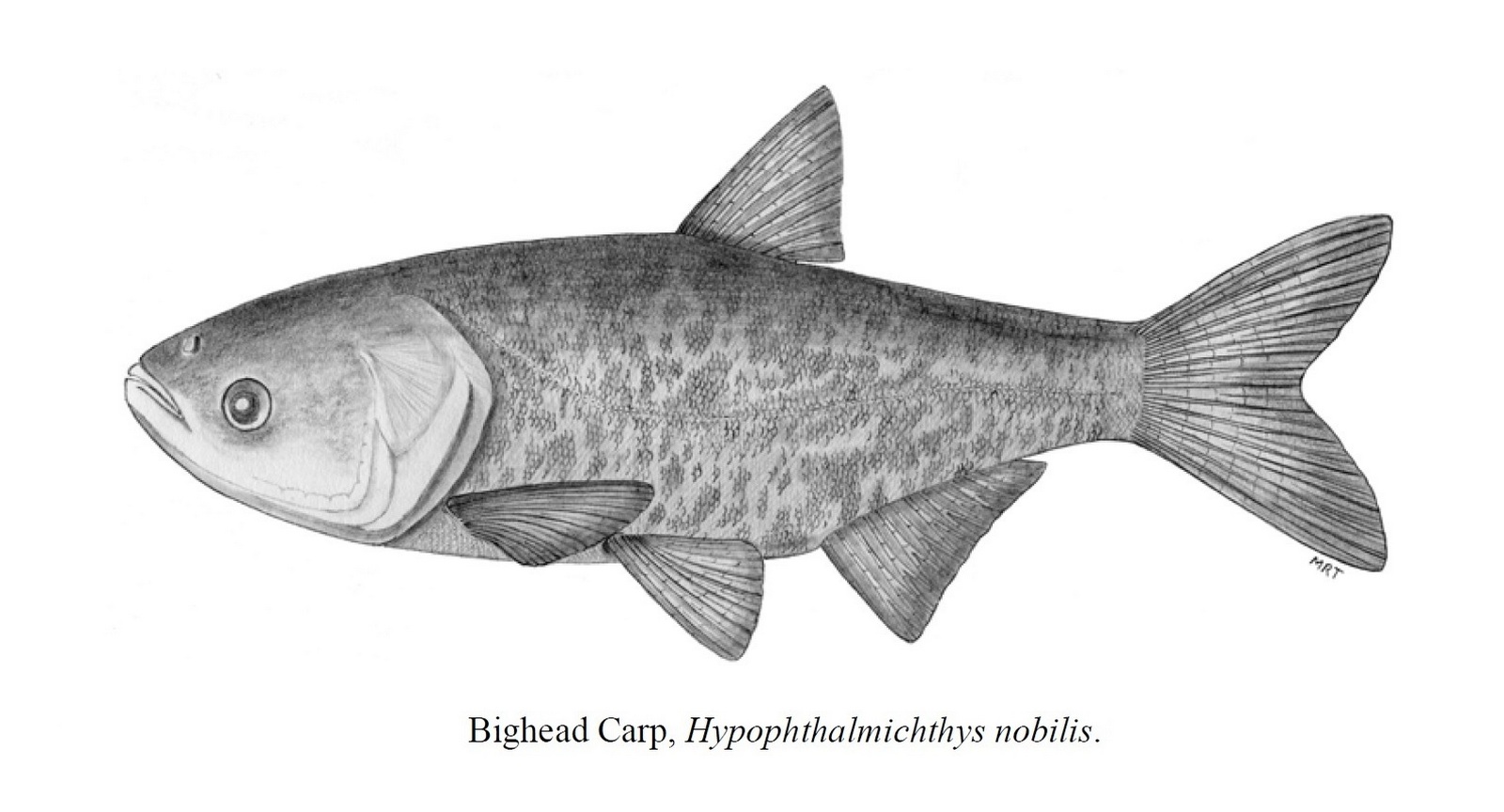 Hypophthalmichthys nobilis (Richardson, 1845)